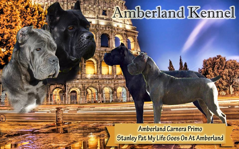 Latest dog attacks - Page 81 - Stormfront